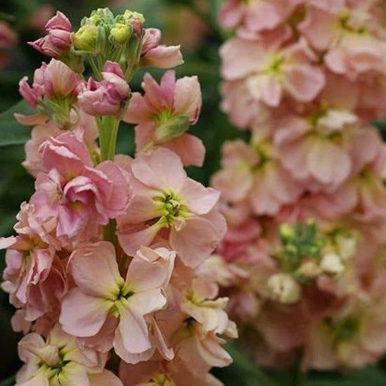 Veggie Garden Seeds - Stock Giant Column Apricot – Acreage